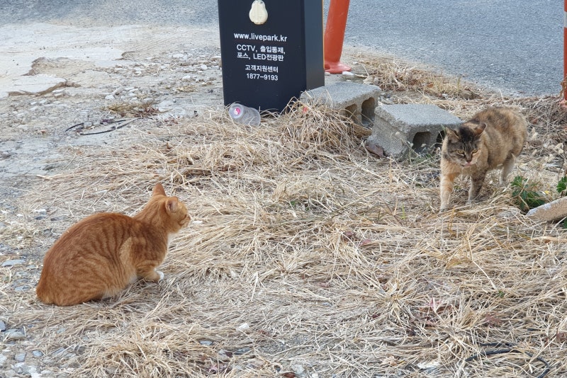 창원 가로수길쏘풀 내돈내산 가로수길 피자 파스타 맛집 후기 창원맛집 네이버 블로그