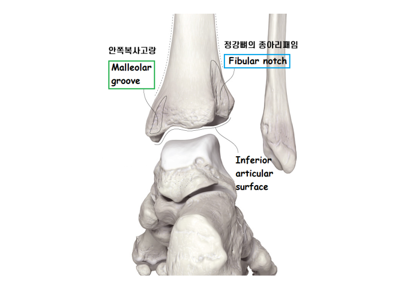 [해부학/관절] 하지 해부학 - 정강뼈(Tibia) : 네이버 블로그