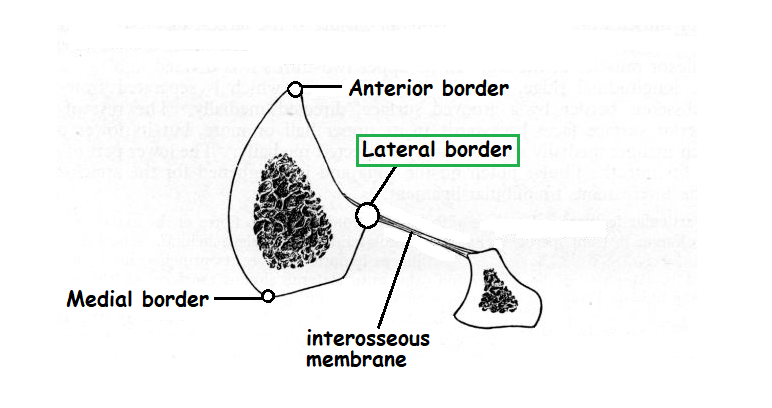 [해부학/관절] 하지 해부학 - 정강뼈(Tibia) : 네이버 블로그