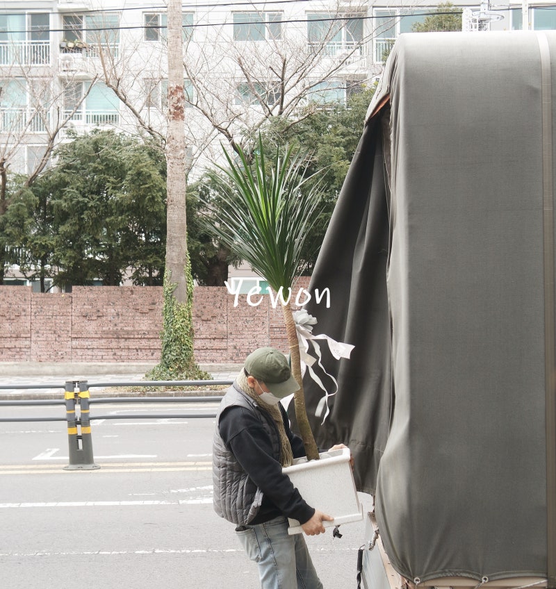 제주예원꽃집 제주도대형화분제주도꽃집신제주꽃집제주플라워샵제주화분제주도식물가게제주도연동꽃집제주도예쁜화분제주꽃배달