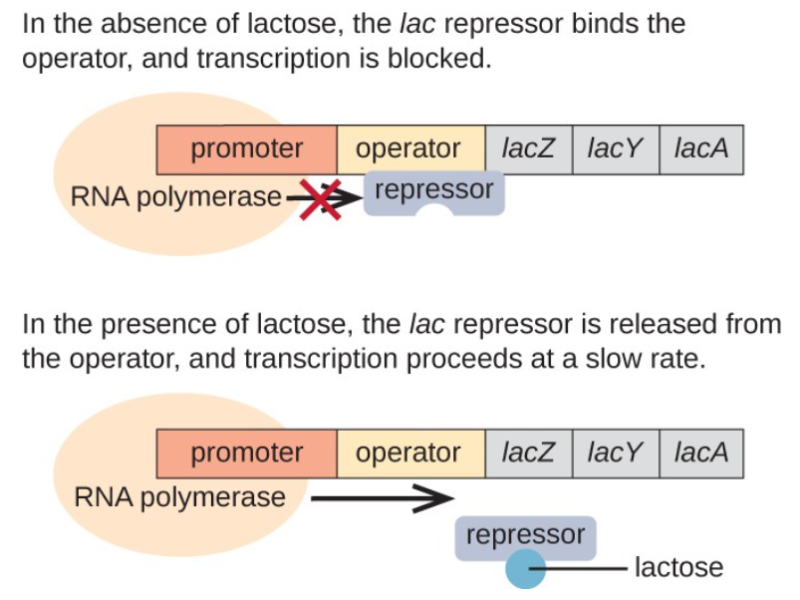 [미생물학] 오페론(operon)의 모든 것(1) ; 락토오스 오페론(lac operon) 매커니즘의 이해 : 네이버 블로그