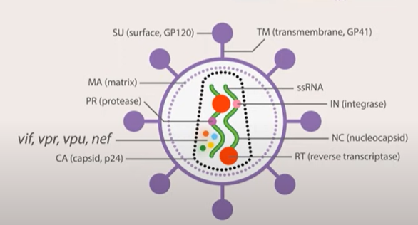 Lentivirus 공부를 해보아요 ① : The Basics of the Recombinant Lentivirus System ...