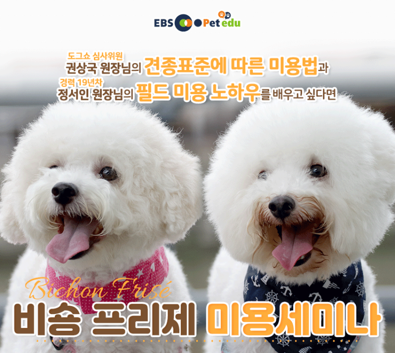 비숑 하이바컷 비숑미용스타일 견종 표준 미용 법과 필드 미용 세미나 네이버 블로그