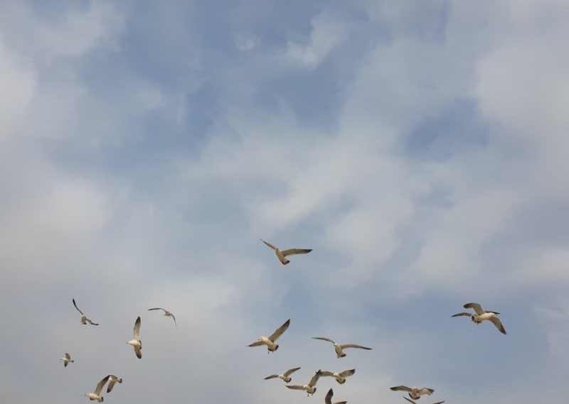 제부도 갈만한곳 제부도 여행코스 겨울 당일치기 완벽한 정리feat 제부도전동바이크 네이버 블로그