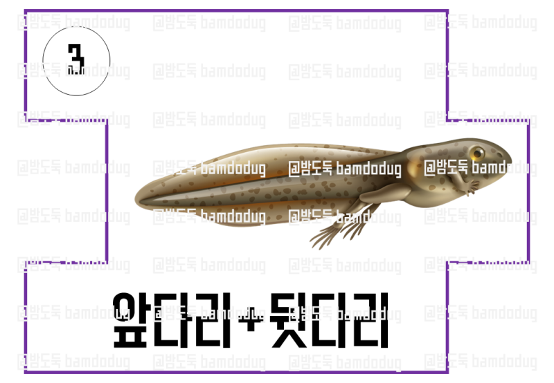 개구리성장과정퍼즐3 네이버 블로그