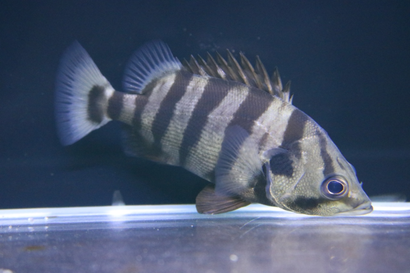 [사육환경 정보] 실버다트니오(Datnioides polota) 사육정보 : 네이버 블로그