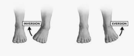 발의 회외 회내? 내번 외번? (Supination, Pronation vs Inversion, Eversion) 같은 의미 일 ...