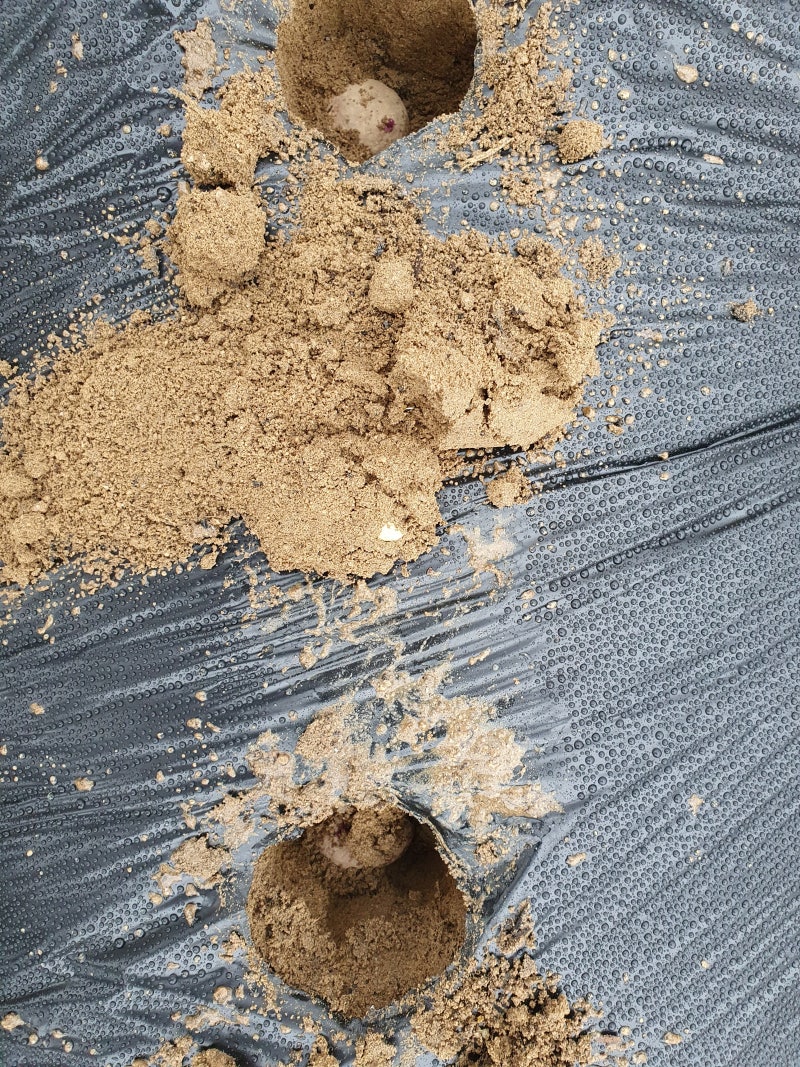 하지 봄 감자심는시기 재배 키우기 방법과 모종 씨감자 심기 심는법 네이버 블로그