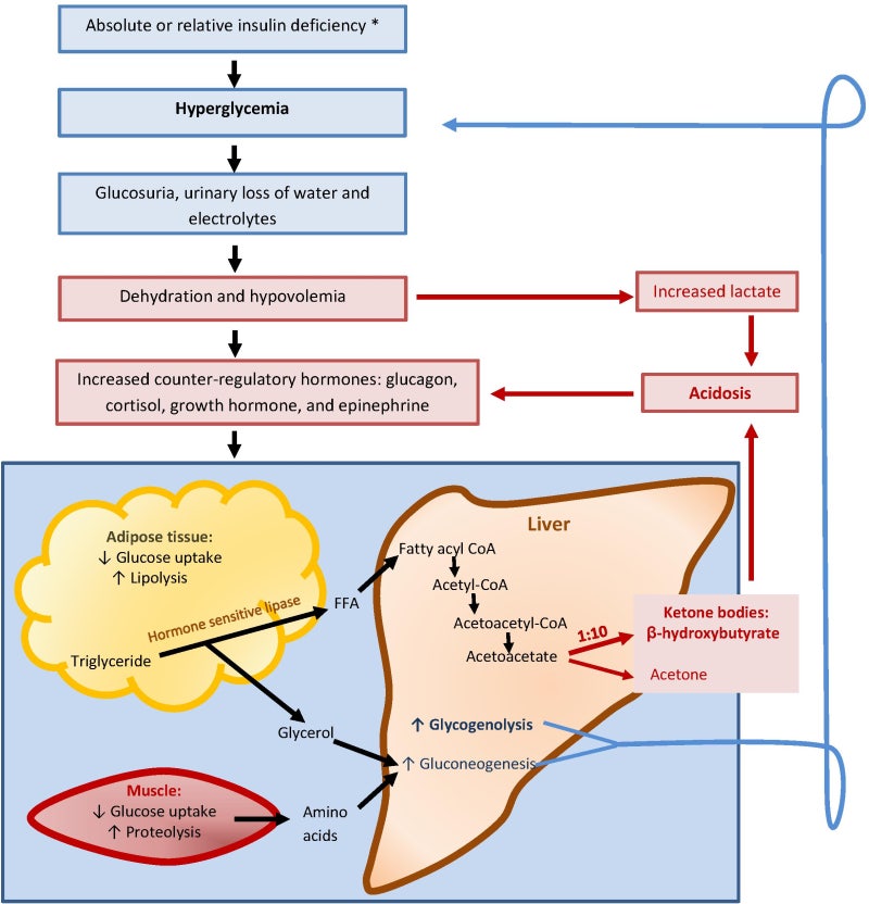 강아지 당뇨병성 케톤산증 DKA (Diabetic Ketoacidosis) 진료케이스와 원인 및 대처방법 : 네이버 블로그