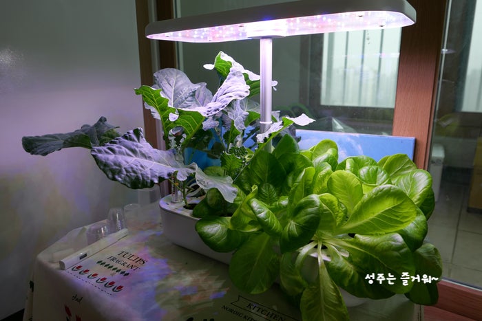 집에서 상추키우기 수경재배기에서 버터헤드상추 케일 등 쌈채소 수확 네이버 블로그