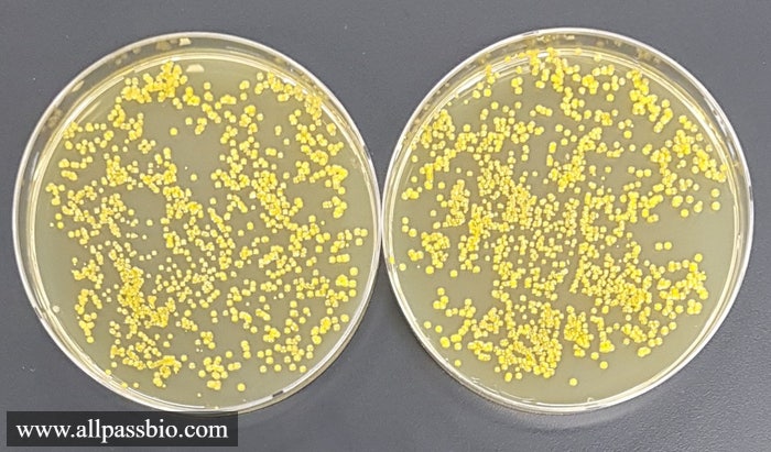 질염 관련 미생물 : 네이버 블로그