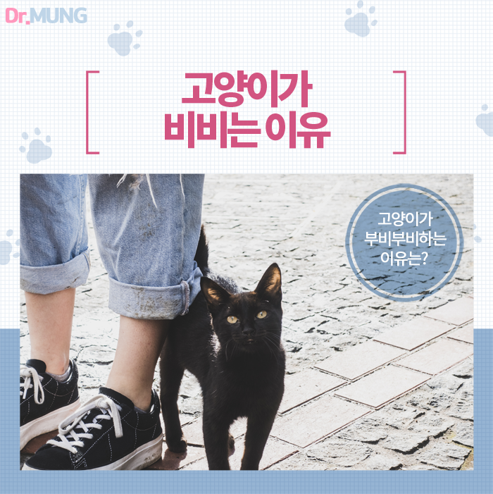 고양이 부비부비 고양이가 얼굴을 비비는 이유
