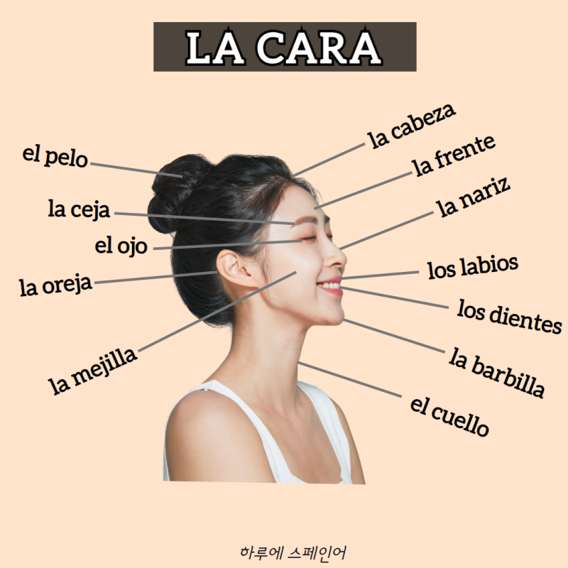 [스페인어 단어] Partes de la cara : 네이버 블로그