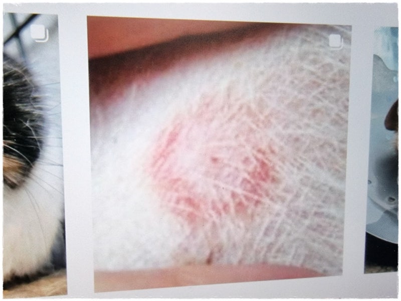 강아지 곰팡이성 피부염 링웜 증상 사람 전염 네이버 블로그