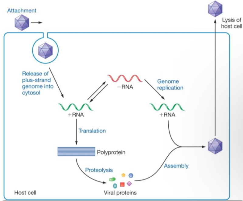 RdRP (RNA dependent RNA polymerase) : 네이버 블로그