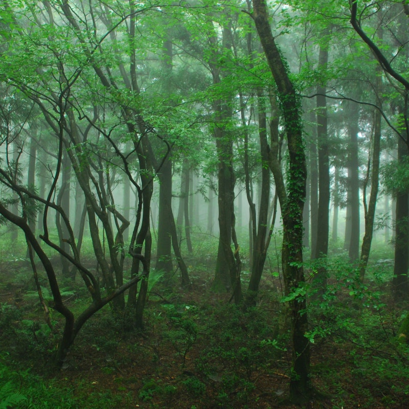 산림기능사 자격소개 시험내용과 대비방법 일정 합격률 네이버 블로그