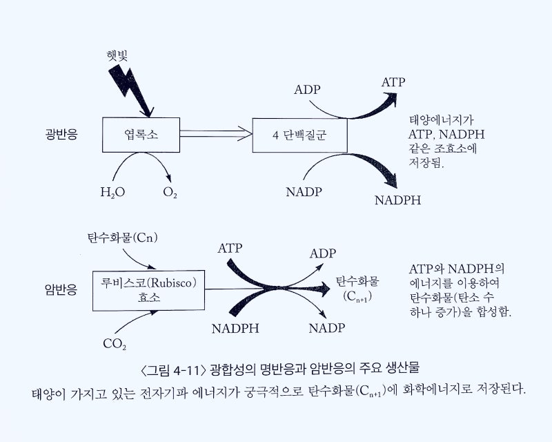 햇빛과 식물생장등은 무엇이 다를까 네이버 블로그