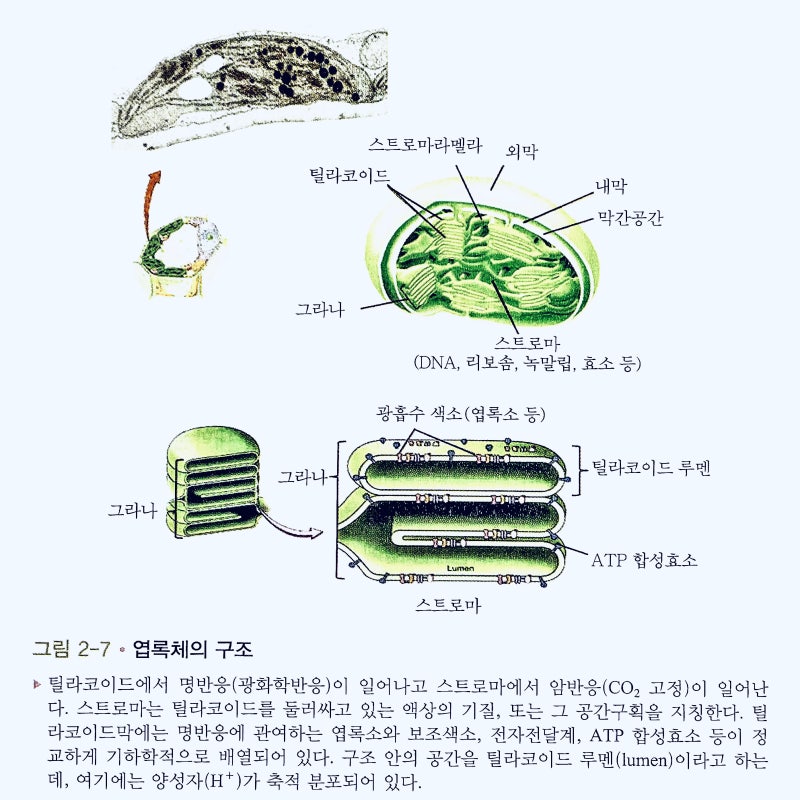 햇빛과 식물생장등은 무엇이 다를까 네이버 블로그