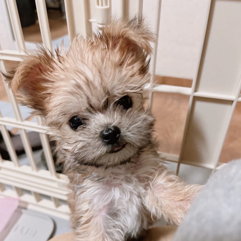 몰키분양후기 남양주꽃강아지분양후기 꽃강아지남양주점 : 네이버 블로그