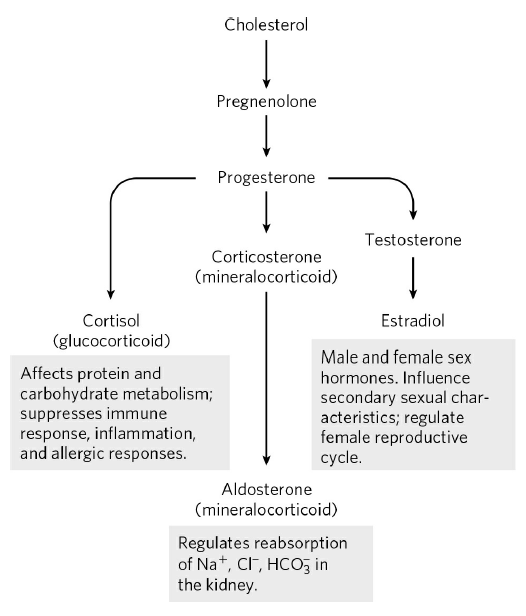 생화학 59. 콜레스테롤 조절 및 스테로이드 호르몬 (HMG-CoA 환원효소, 고지혈증, 스타틴, 합성 조절, 옥시스테롤 ...