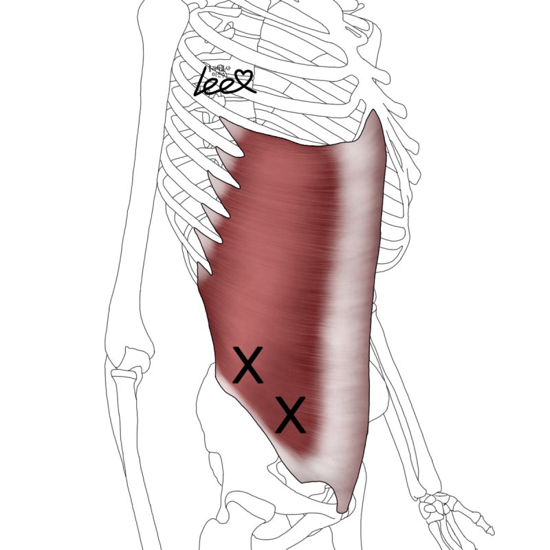 외복사근(배바깥빗근, External Oblique) 통증유발점(Trigger point) : 네이버 블로그