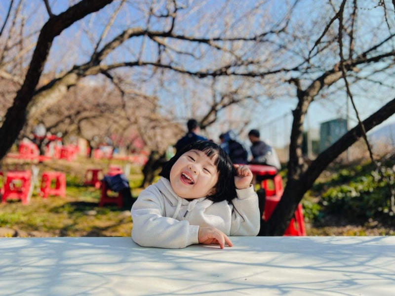 양산 원동 매화축제 순매원 벽화마을 매화꽃 개화시기 네이버 블로그