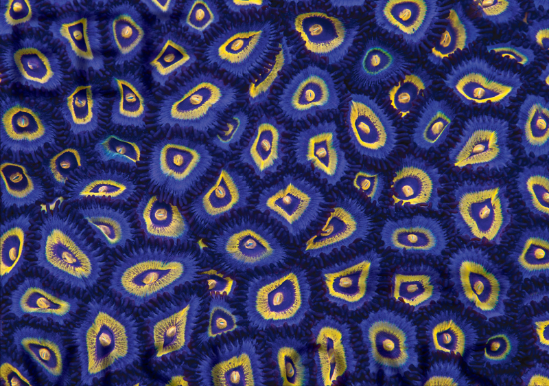 Coral Magazine[2022년 3/4월 호] : 네이버 블로그