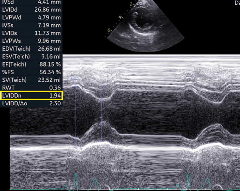 강아지 심장병 MMVD / ACVIM stage B2 / 기침의 원인 감별 2 : 네이버 블로그
