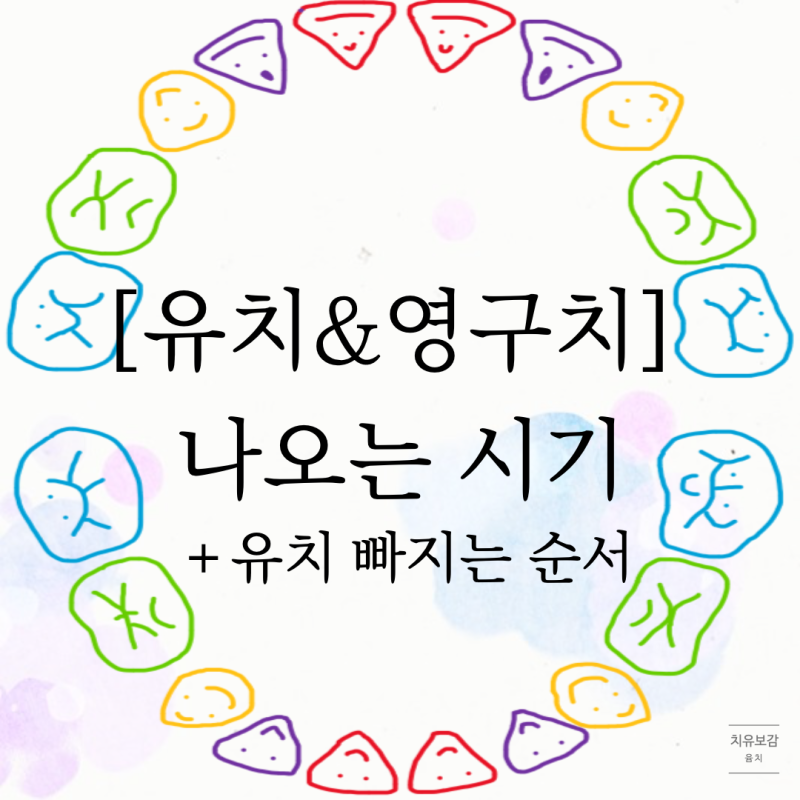 유치 And 영구치 나오는 시기와 유치 빠지는 순서 네이버 블로그