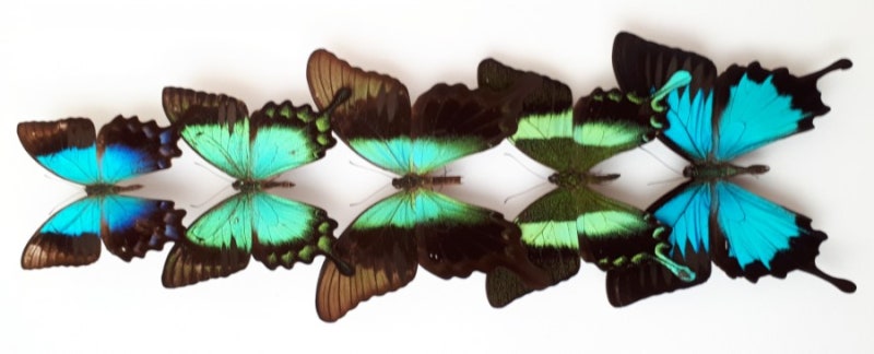 🦋 genus Papilio (4) subgenus Achillides : 네이버 블로그