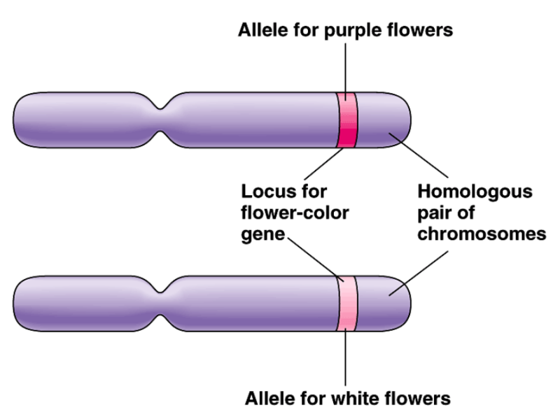 [미생물] MLST(multi-locus sequence typing) 쉽게 이해하기! : 네이버 블로그