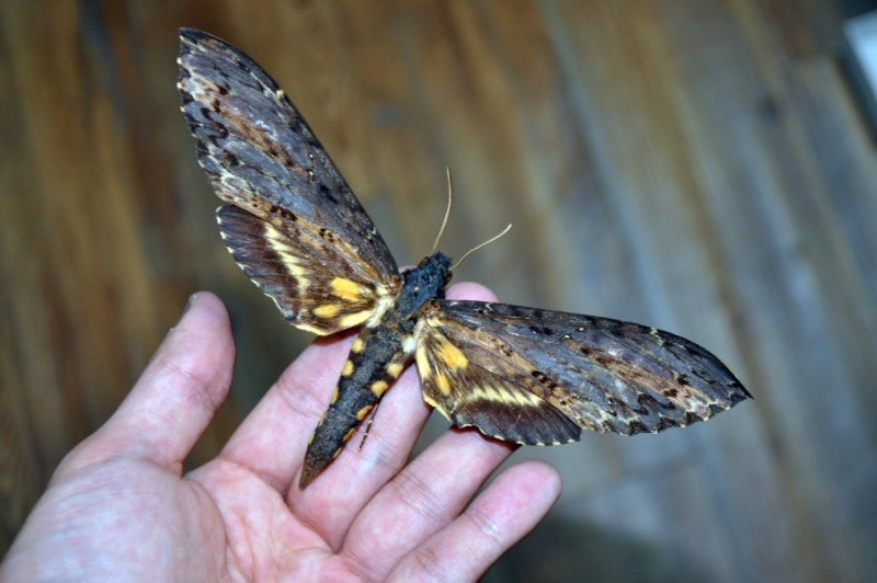 제비만한 대형박각시 Neococytius cluentius : 네이버 블로그
