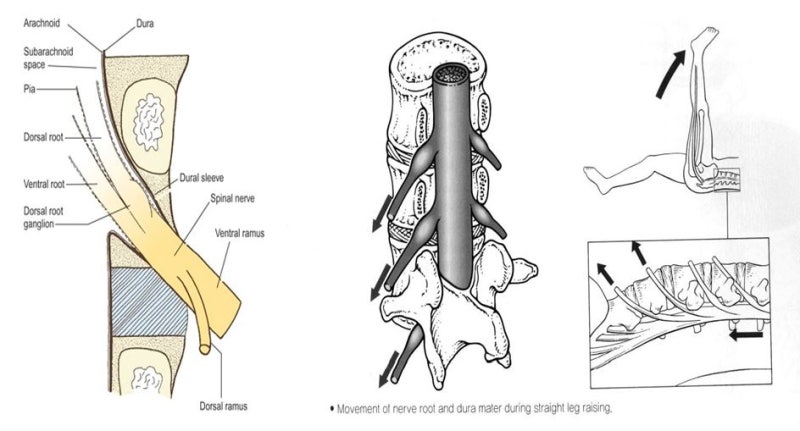 SLR[Straight Leg Raise,하지직거상] 잘 활용하고 있나요 ? : 네이버 블로그