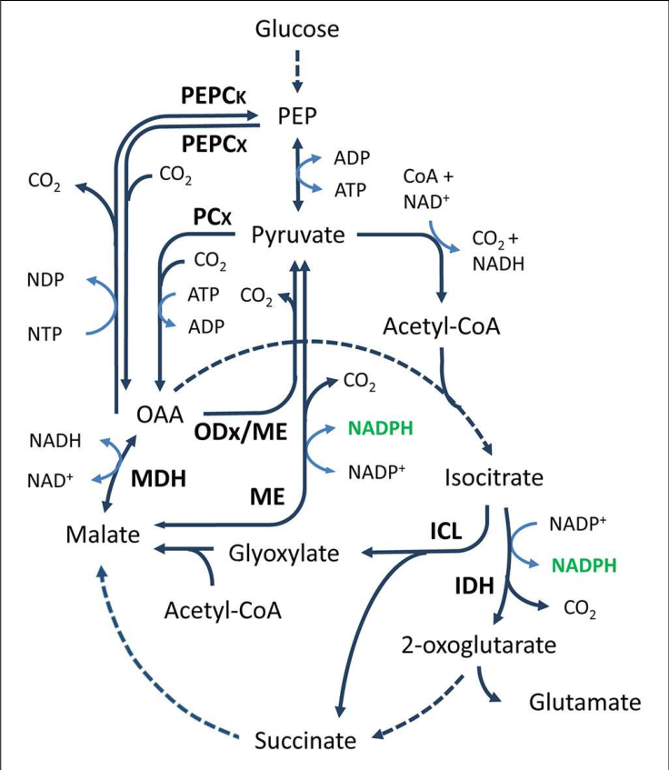 TCA cycle 보충회로 (anaplerotic reaction) : 네이버 블로그