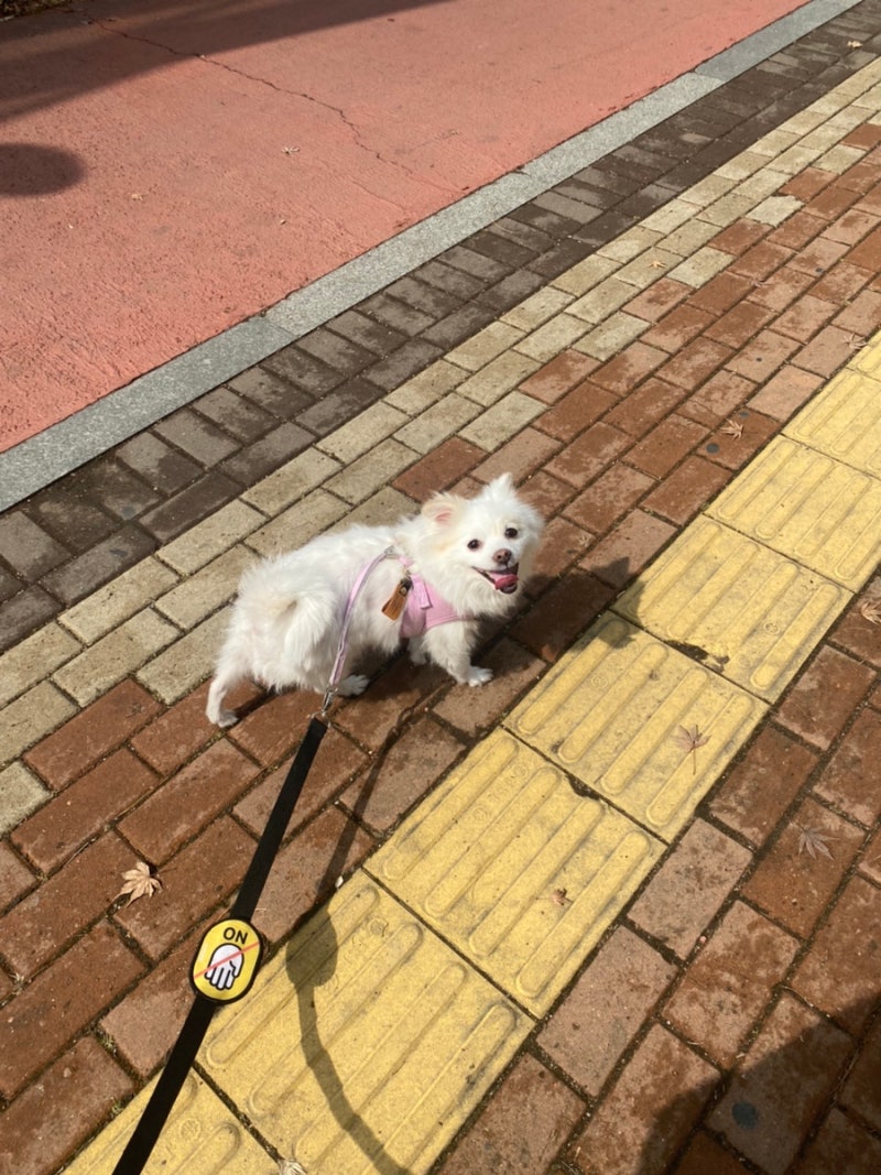 강아지 쿠싱증후군 강아지 스테로이드 부작용 강아지 간 처방사료추천 강아지 간보호제추천 네이버 블로그