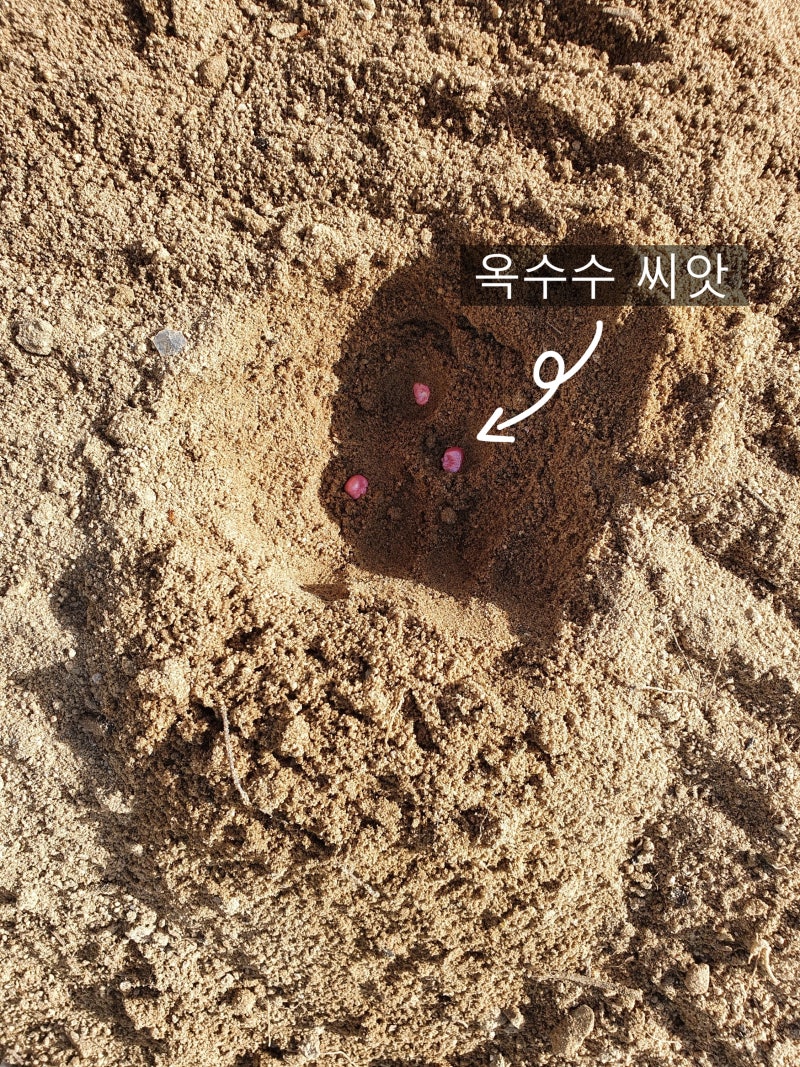 옥수수 심는시기 모종 씨앗 심기 옥수수 키우기 재배 방법 네이버 블로그