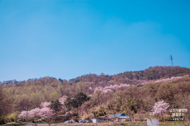 당진 가볼만한 벚꽃 명소 3 순성벚꽃길 And 골정지 And 당진천 네이버 블로그