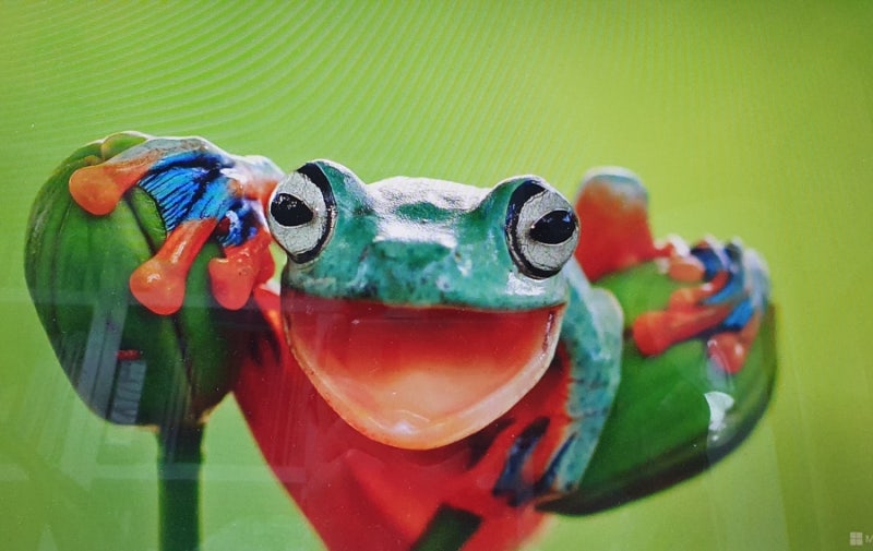 Hello Frog! : 네이버 블로그