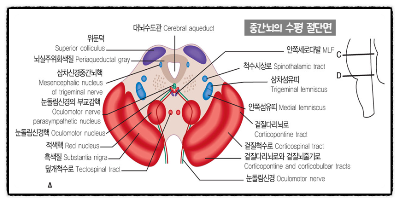 뇌줄기 brainstem (중간뇌, 다리뇌, 숨뇌, 그물체) : 네이버 블로그