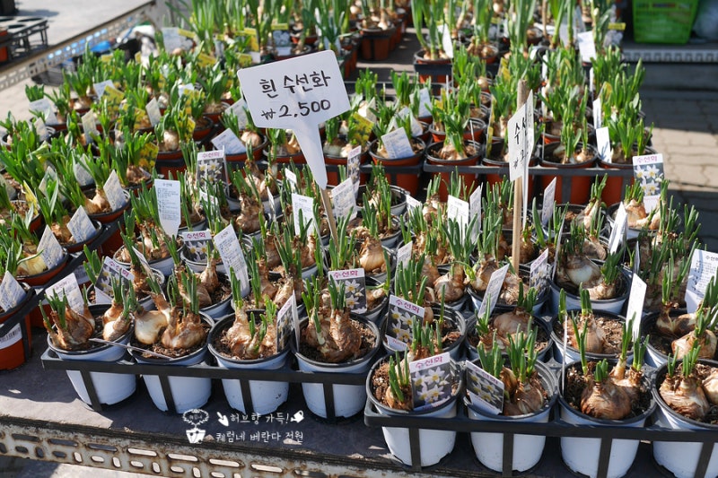 실내 화초수선화 키우기 꽃꽃말구근 보관 네이버 블로그