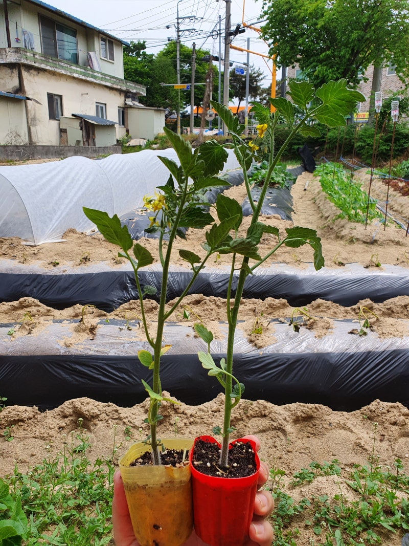 방울토마토 키우기기르기 모종 심기 지지대 곁순제거 가지치기 순지르기 꽃 수정 열매 네이버 블로그