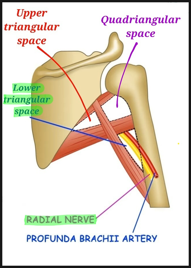 요골신경 / 노신경 (Radial nerve) : 기시, 경로, 지배근육, 손상, 증상 : 네이버 블로그