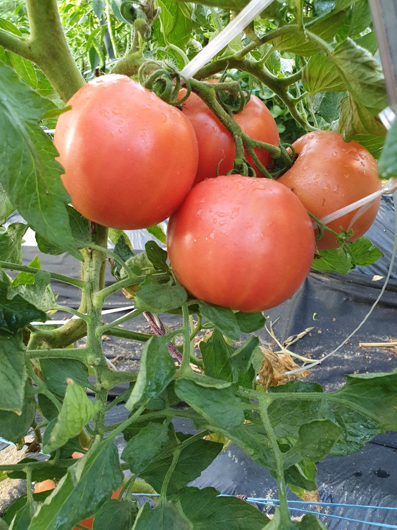 방울토마토 키우기기르기 모종 심기 지지대 곁순제거 가지치기 순지르기 꽃 수정 열매 네이버 블로그