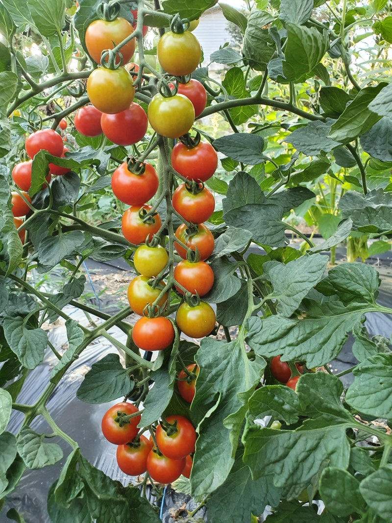 방울토마토 키우기기르기 모종 심기 지지대 곁순제거 가지치기 순지르기 꽃 수정 열매 네이버 블로그
