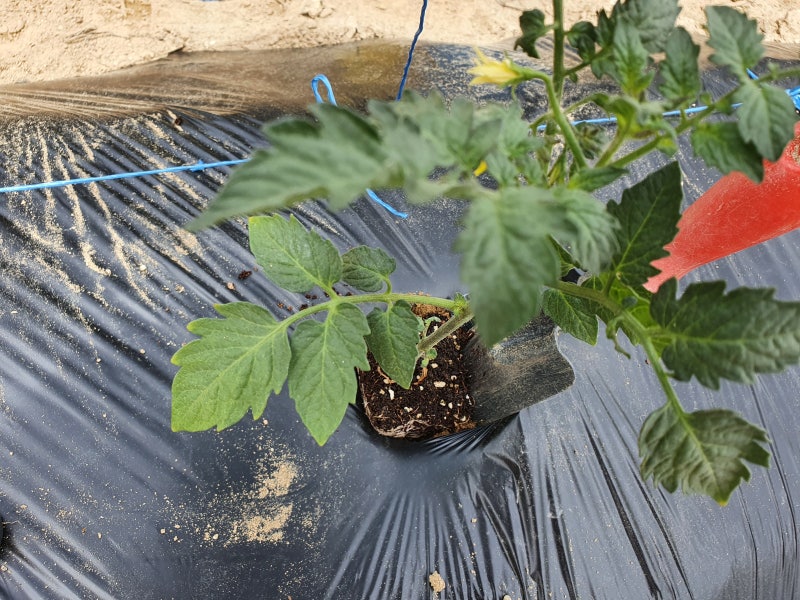 방울토마토 키우기기르기 모종 심기 지지대 곁순제거 가지치기 순지르기 꽃 수정 열매 네이버 블로그