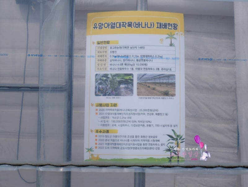 청도 이색적인 바나나 따기 체험이 있는 꿈그린 힐링체험농원 네이버 블로그