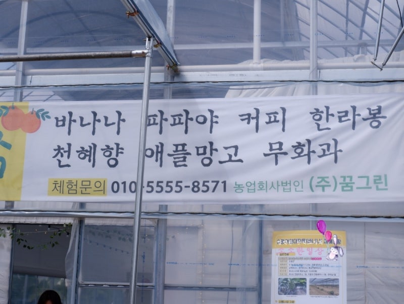 청도 이색적인 바나나 따기 체험이 있는 꿈그린 힐링체험농원 네이버 블로그