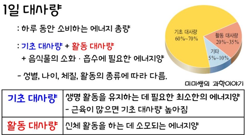 수업계획 물질대사와 건강 기초 대사량 활동 대사량 대사성 질환 등 네이버 블로그