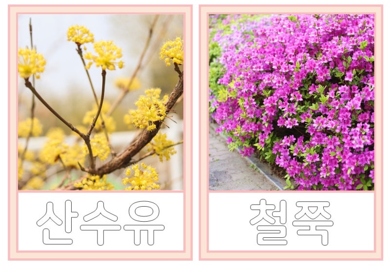 포도쌤자료나눔♡ 봄 꽃 카드 봄 꽃 따라쓰기 봄꽃사진 봄에피는꽃 봄에 볼 수 있는 꽃 봄 꽃 언어카드 봄꽃게시