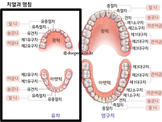 치아 나는 시기와 순서에 대해(유치 맹출) : 네이버 블로그